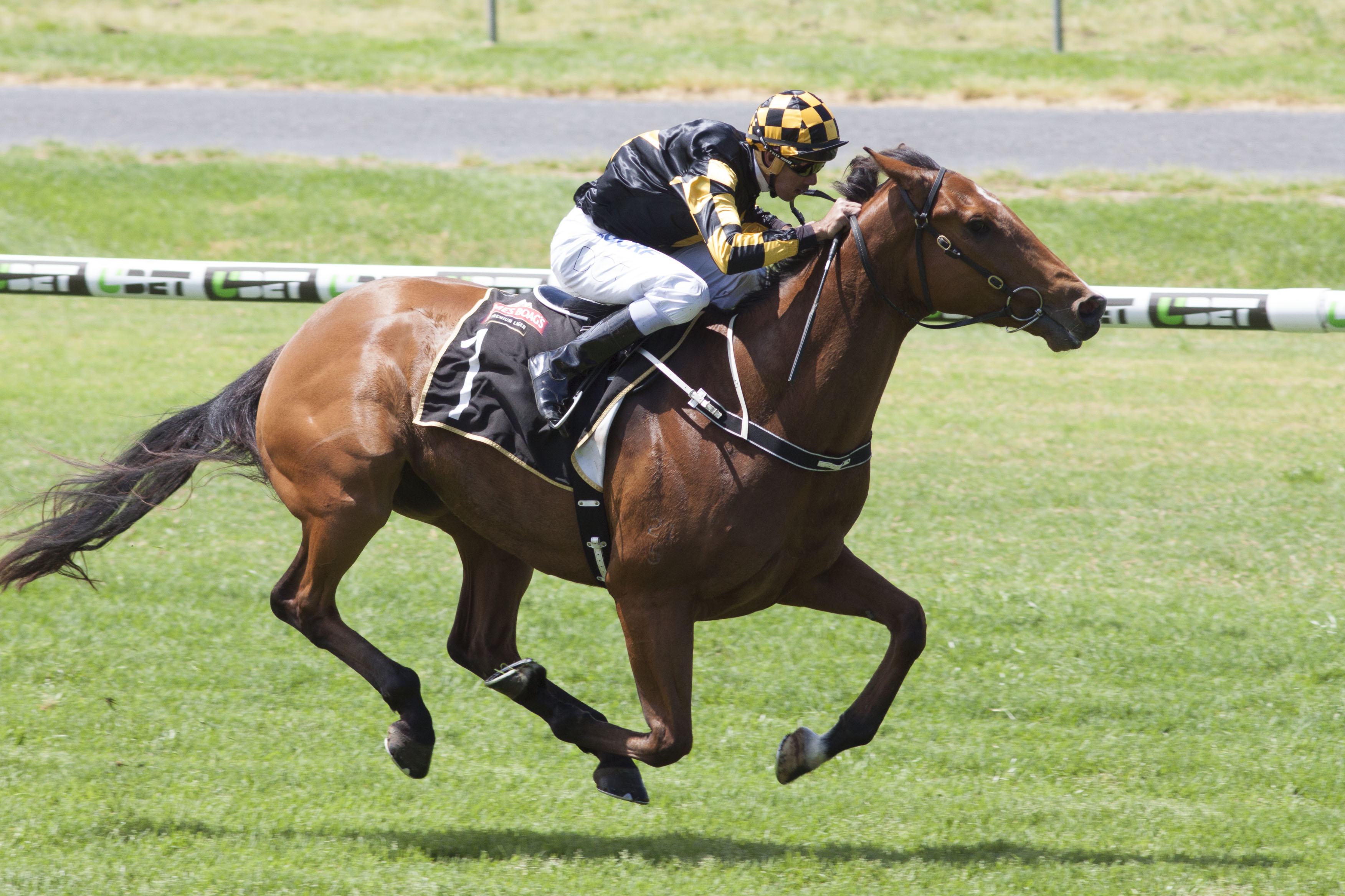 Behemoth Looking to Join the Giants of Australian Racing | Country ...