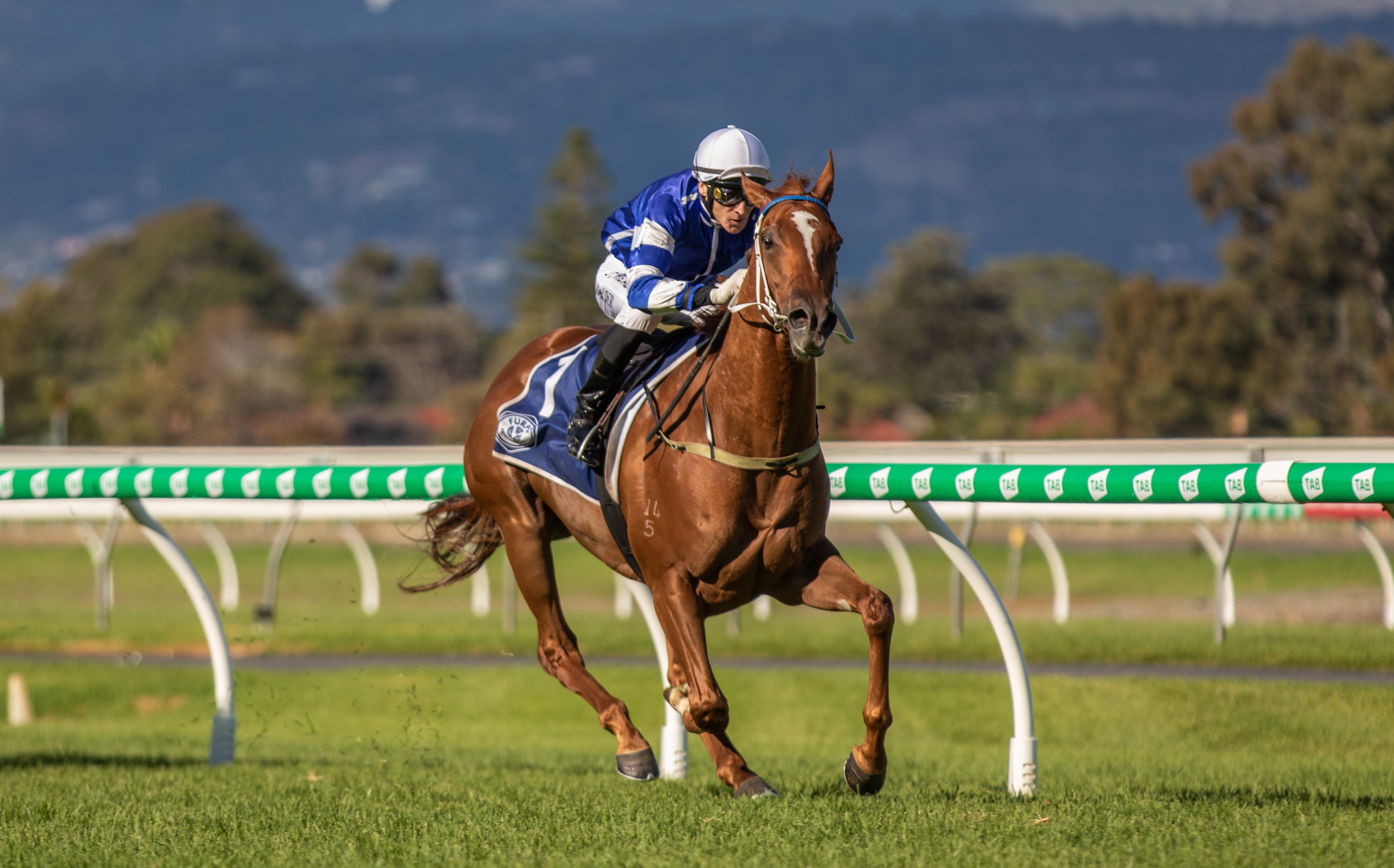 The butterfly effect – Gytrash owner counting the days | Country Racing SA
