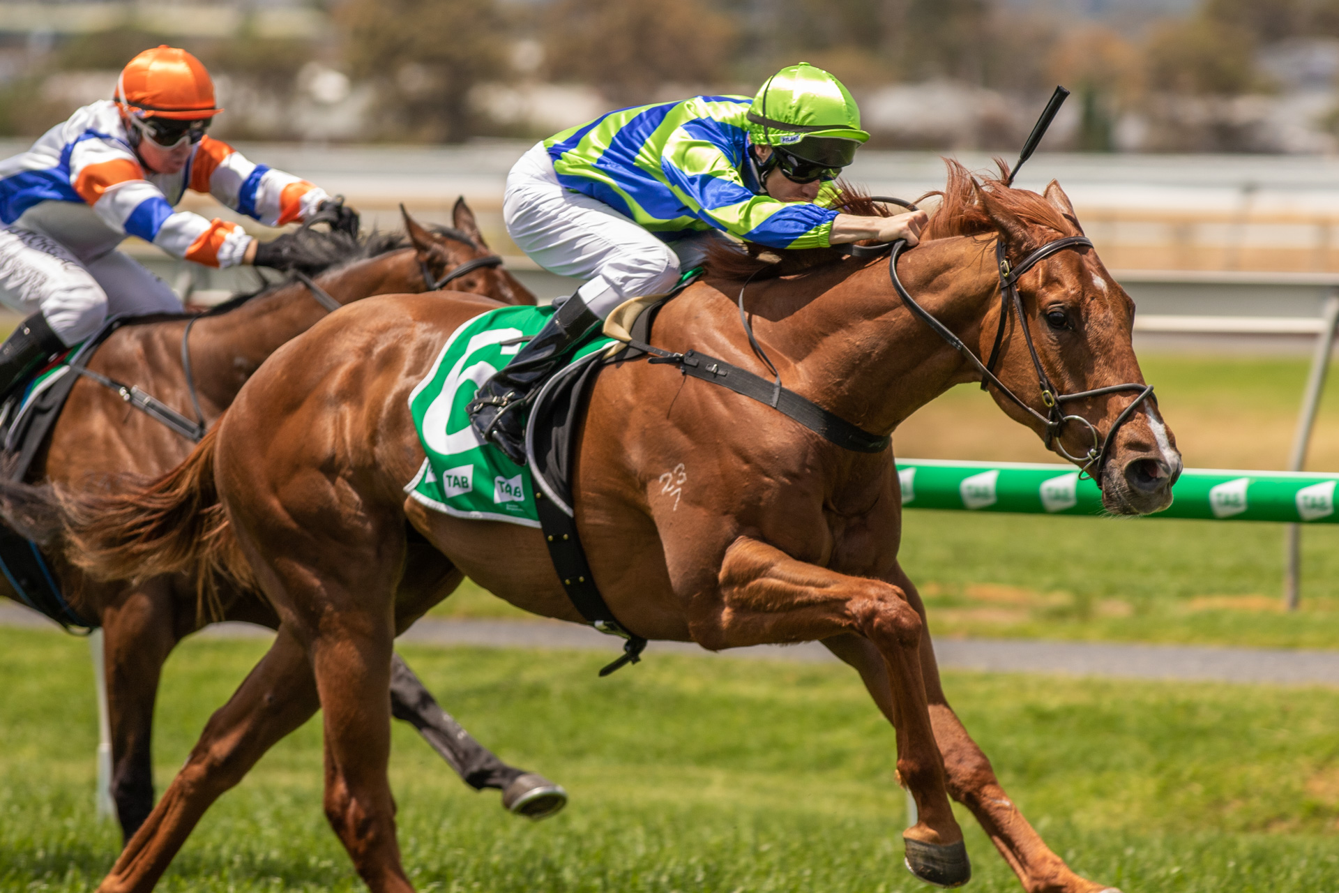 Will beats the border with promising pair | Country Racing SA