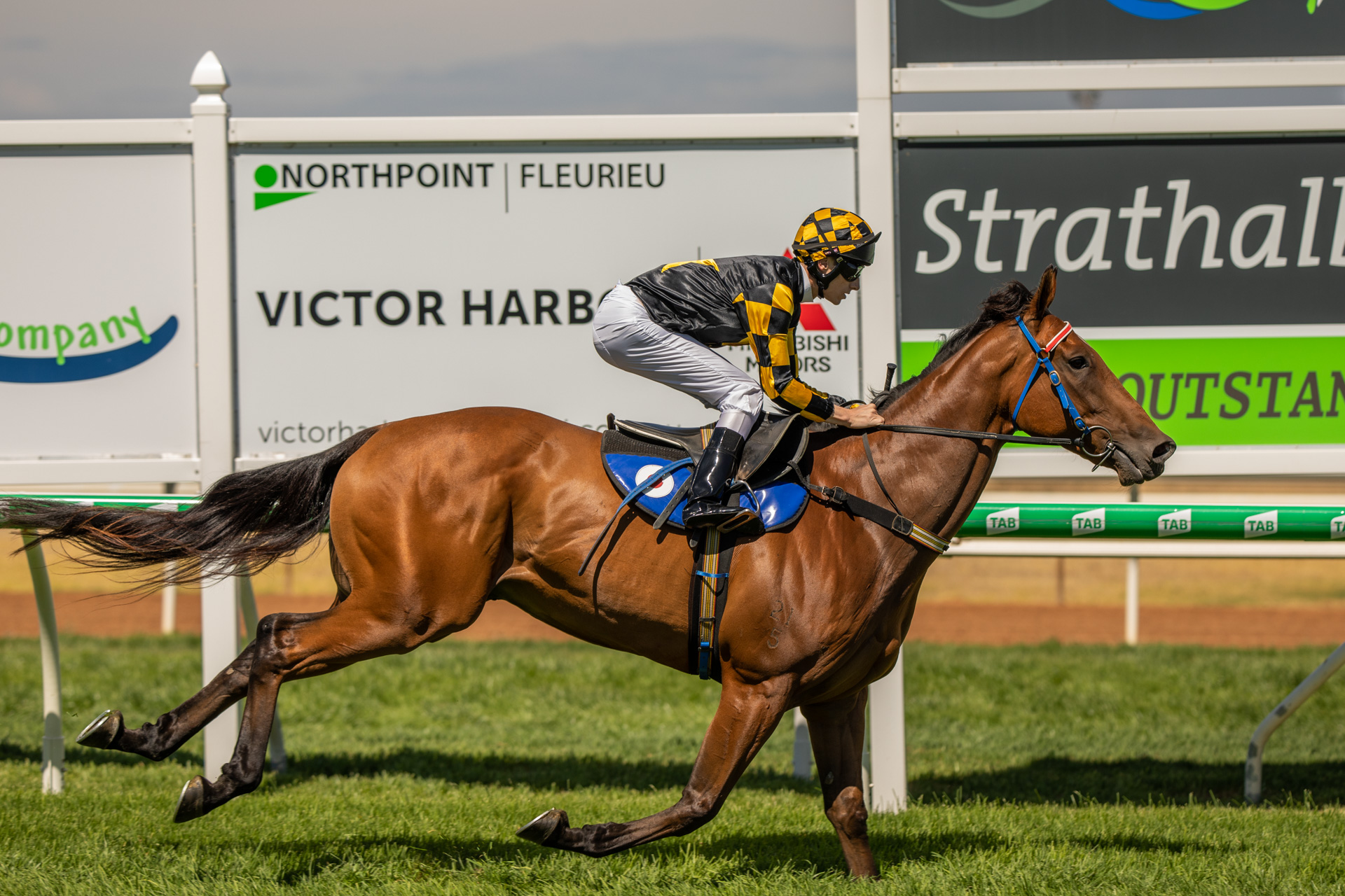 Big Behemoth ticks all boxes in gallop | Country Racing SA