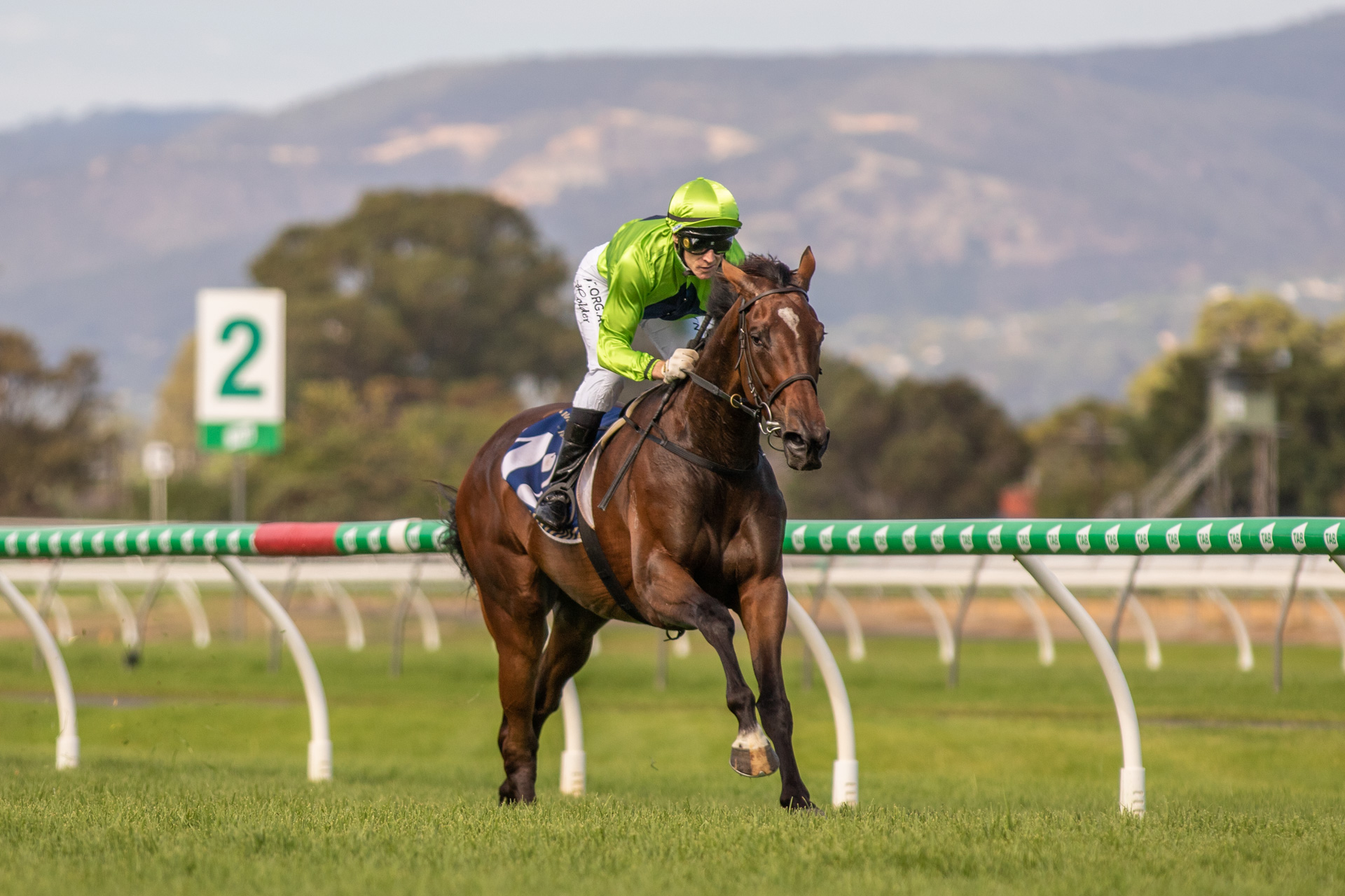 Tralee Rose with one hand on Adelaide Cup | Country Racing SA