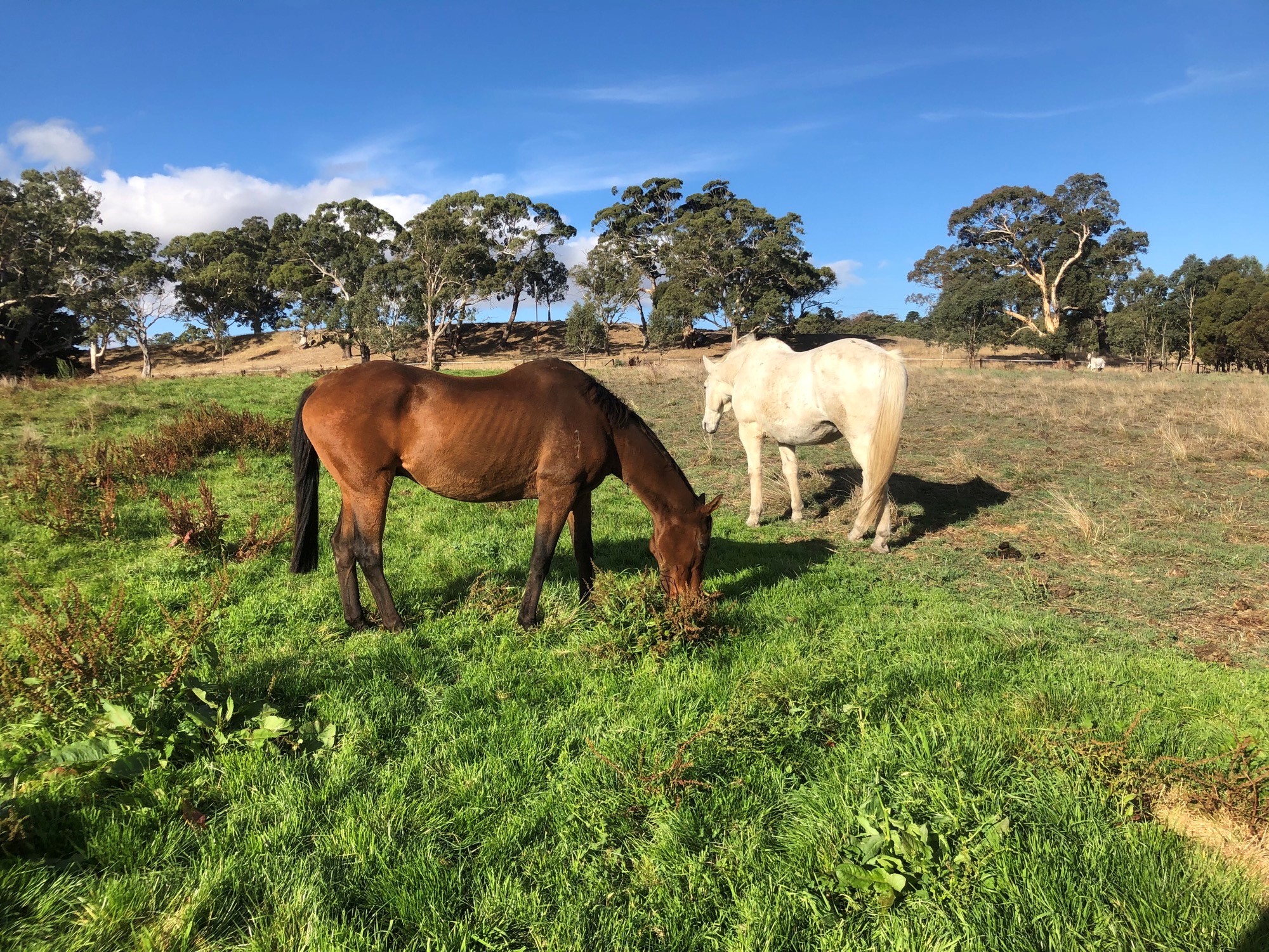 Approaching 30, 'Gus' still going strong | Country Racing SA