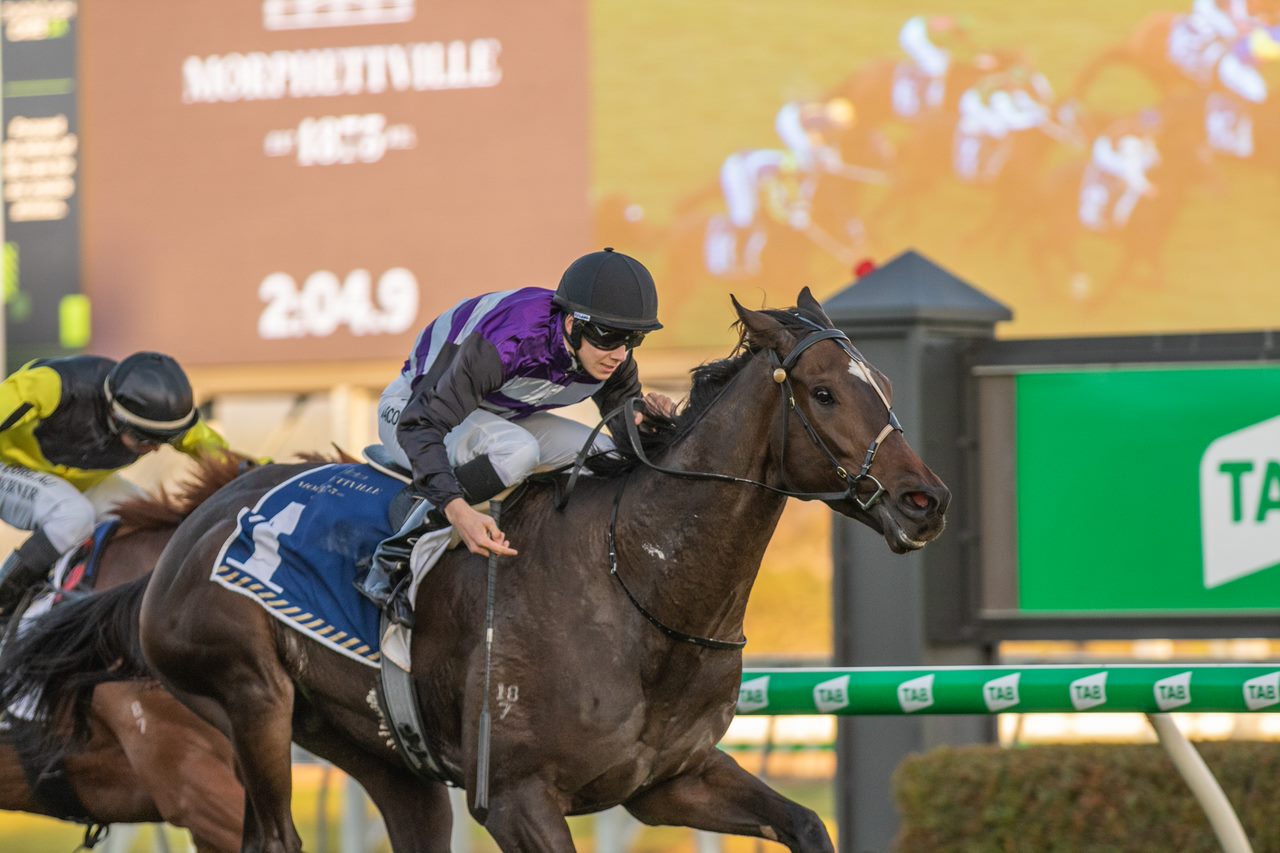 Derby dream alive for South East royalty | Country Racing SA