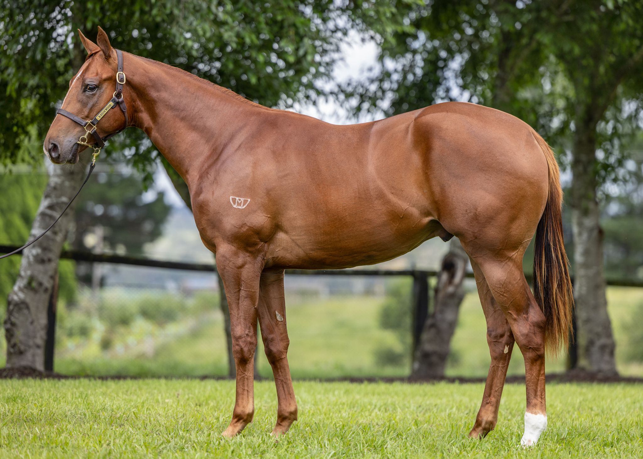 SA trainers spend up at Inglis sales | Country Racing SA