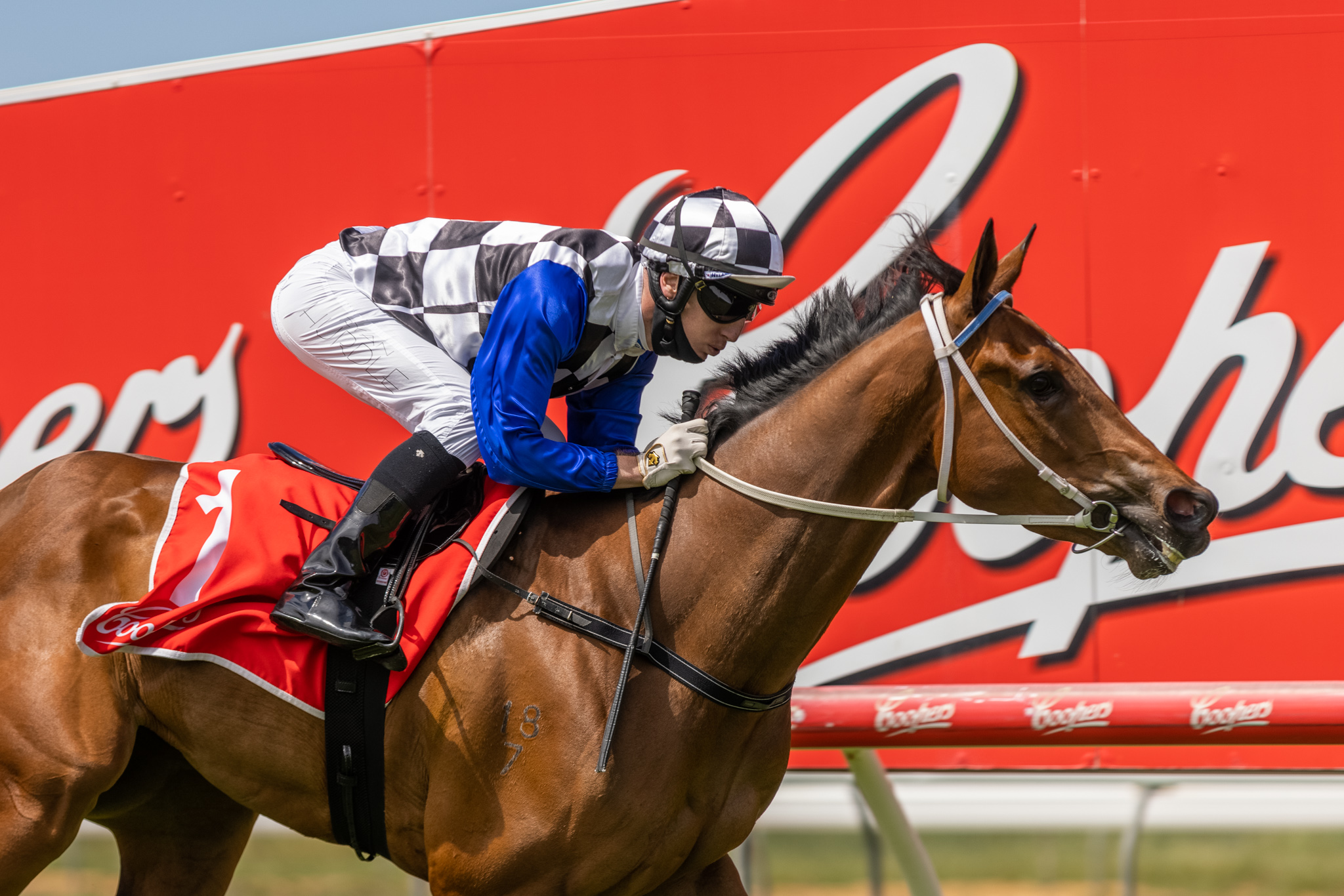 Lincoln Moore's Penola Selections | Country Racing SA