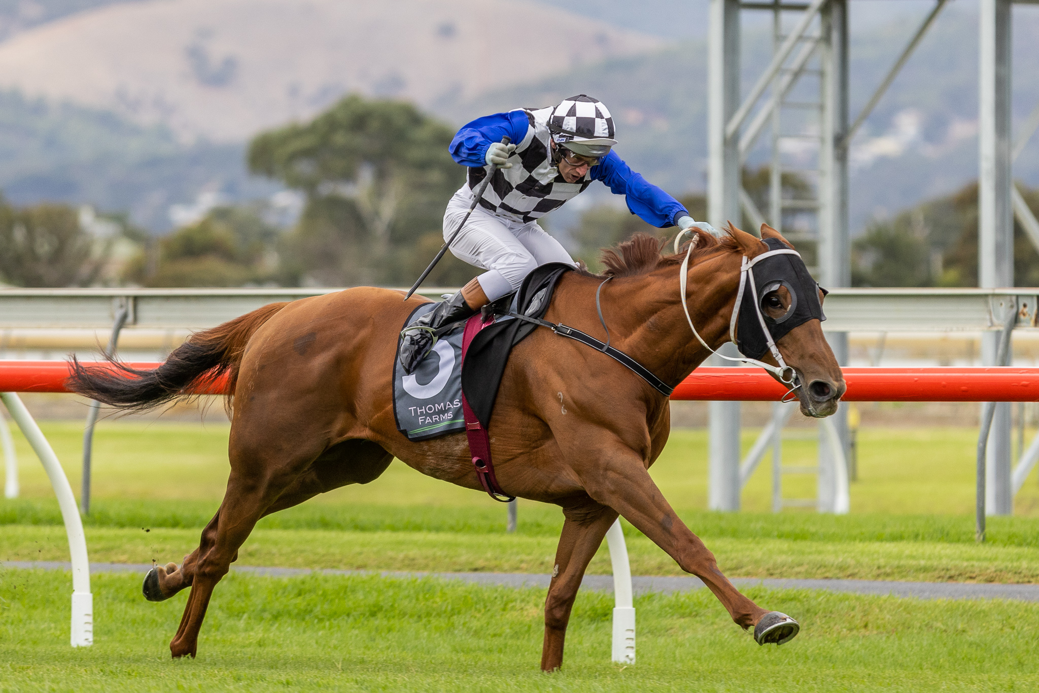 SA pair nominated for Country Racing Victoria Horse of the Year ...