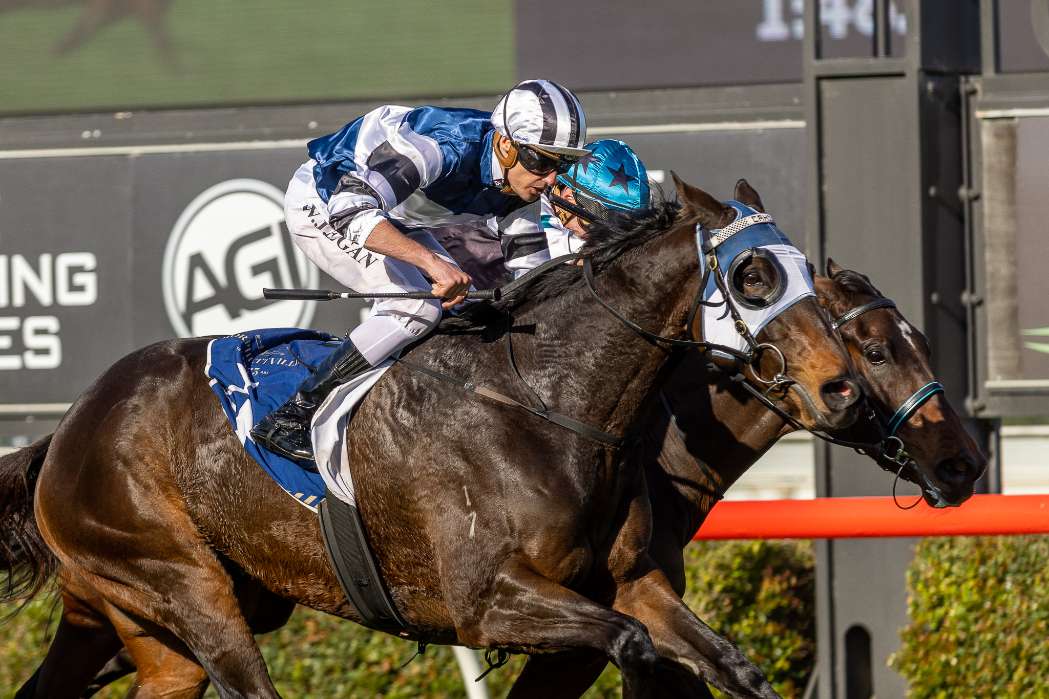 Morty 'primed' for John Letts Cup | Country Racing SA