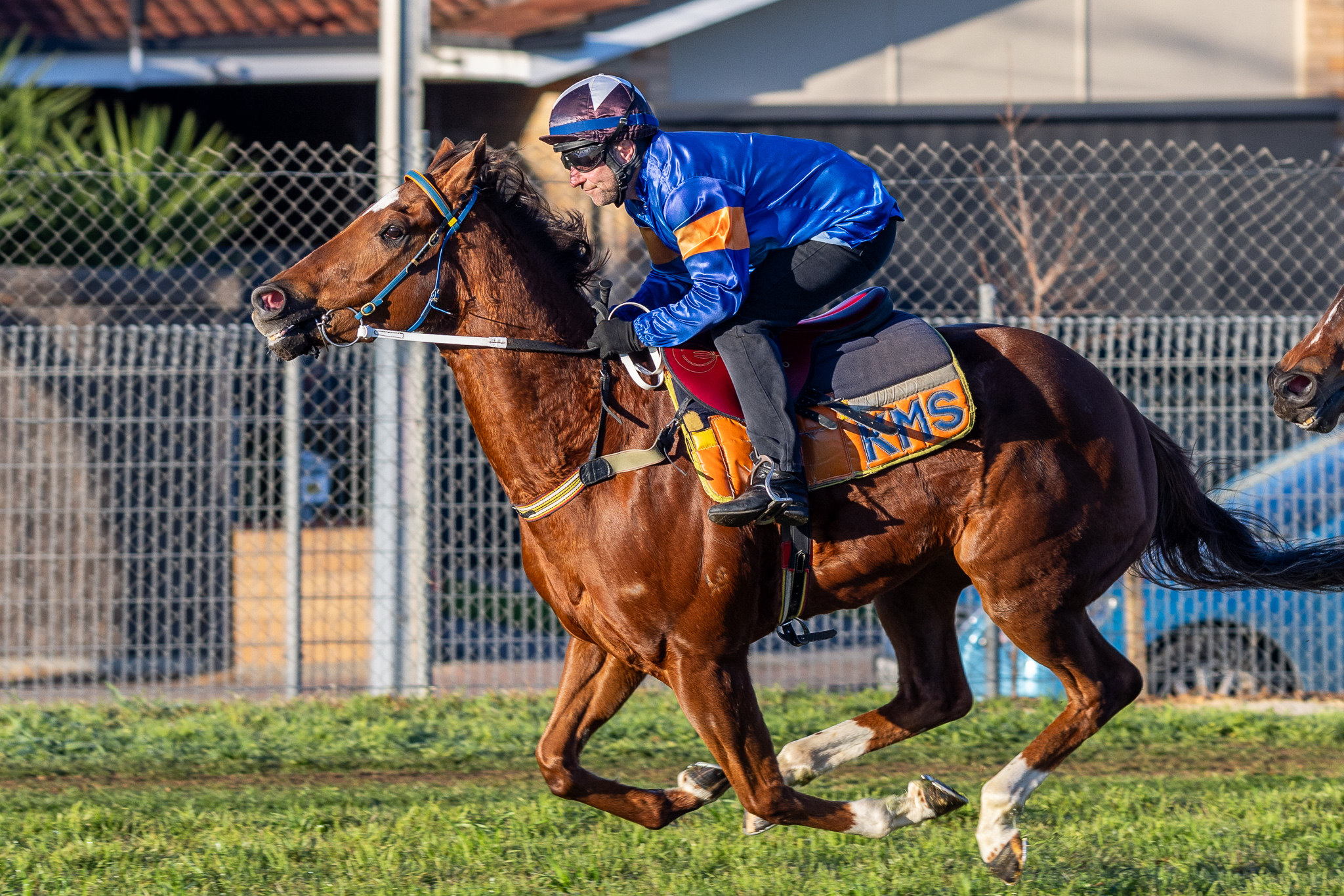 Jump Out Journal: Morphettville 15 August 2023 | Country Racing SA