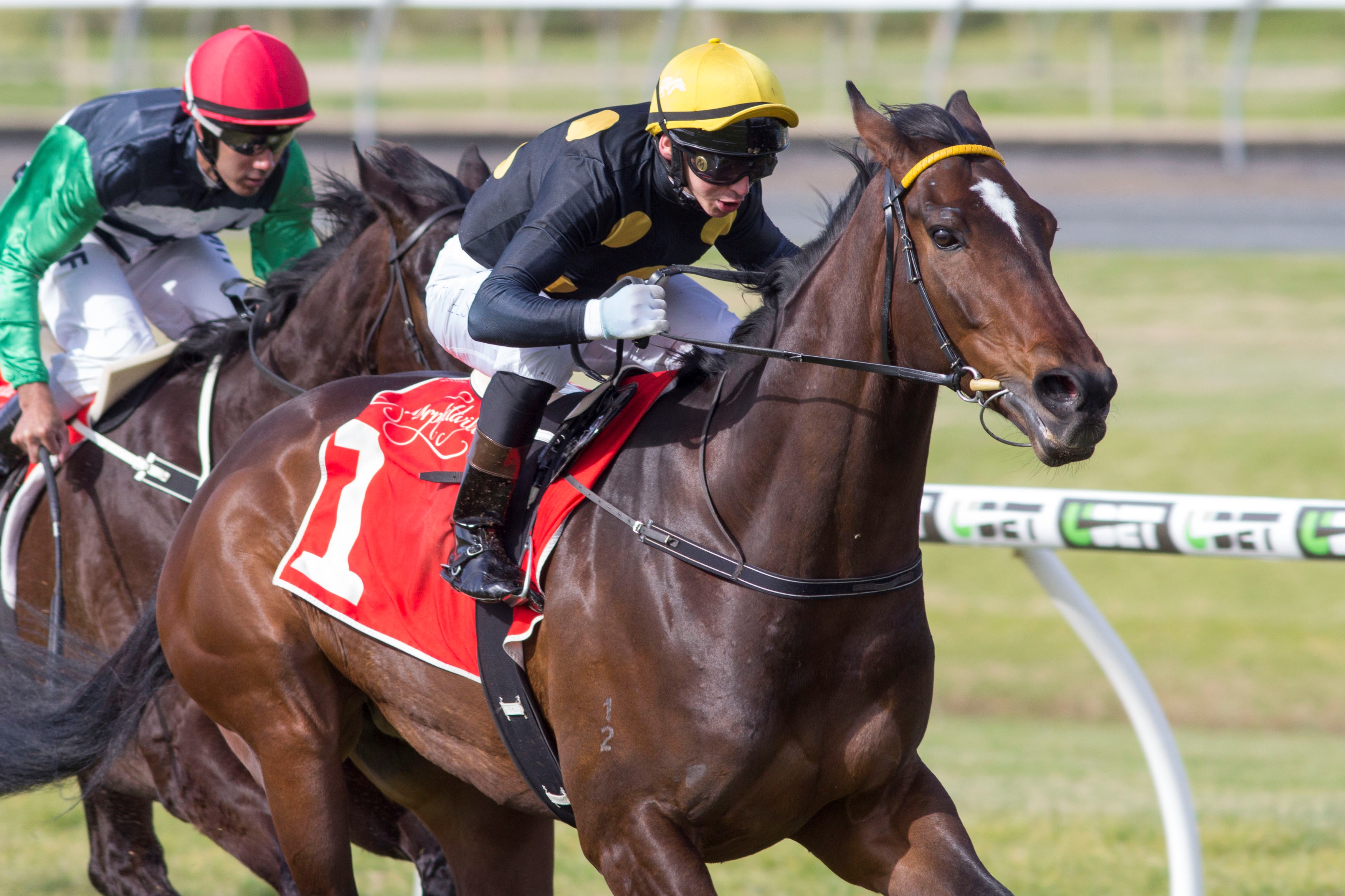 Get behind our All-Star SA horses! | Country Racing SA