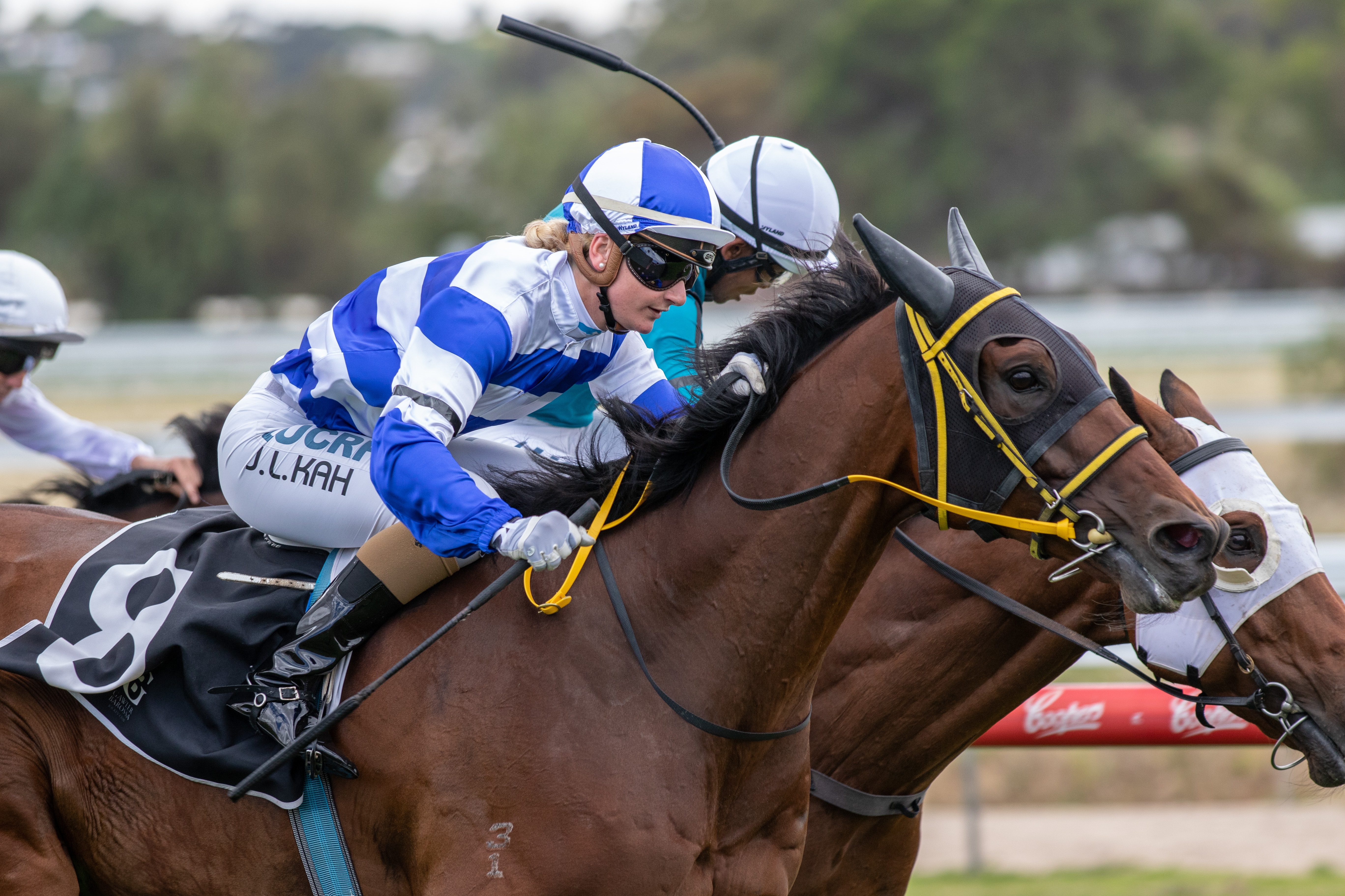 2019 Adelaide Cup Form Guide | Country Racing SA